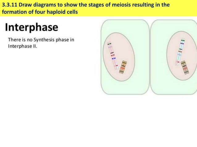 IB Biology 3.3 Slides: Meiosis | PPTX