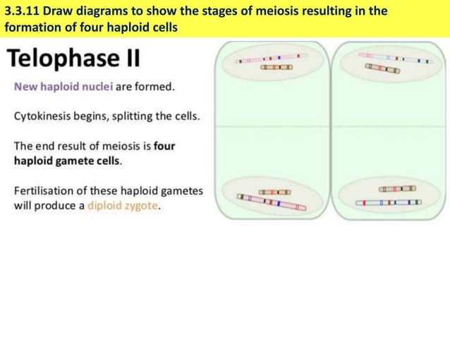 IB Biology 3.3 Slides: Meiosis | PPTX