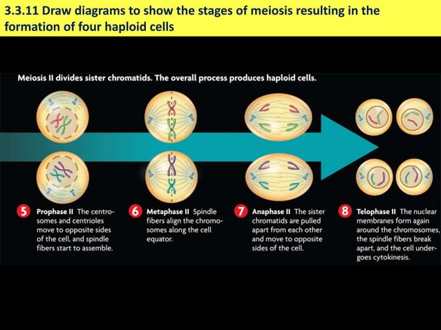 IB Biology 3.3 Slides: Meiosis | PPTX