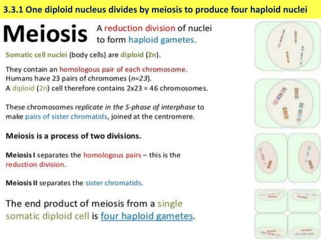 IB Biology 3.3 Slides: Meiosis | PPTX