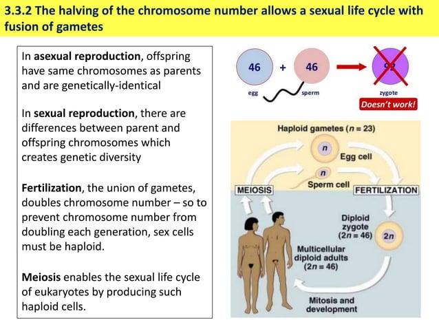 IB Biology 3.3 Slides: Meiosis | PPTX