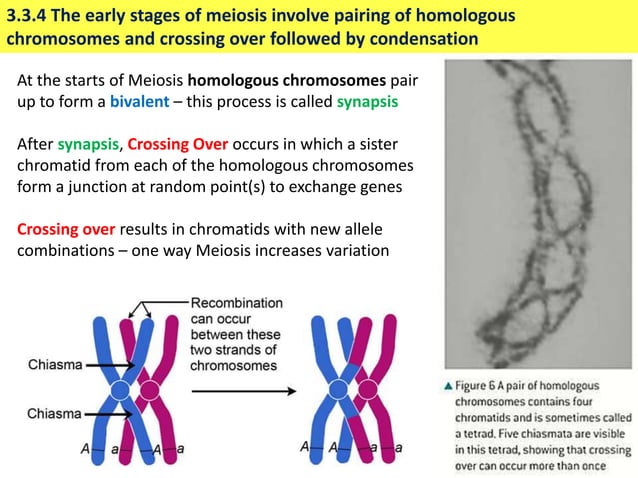 IB Biology 3.3 Slides: Meiosis | PPTX