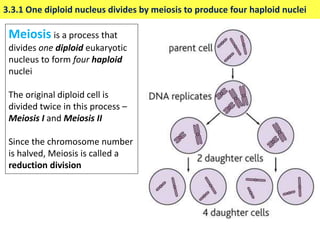 Haploid Biology