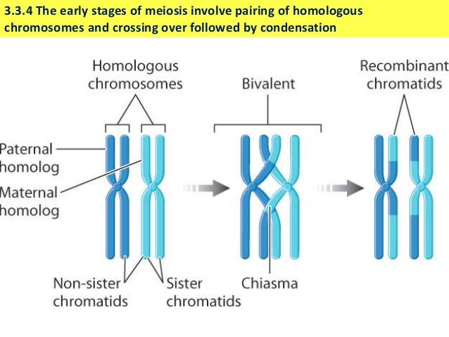 IB Biology 3.3 Slides: Meiosis
