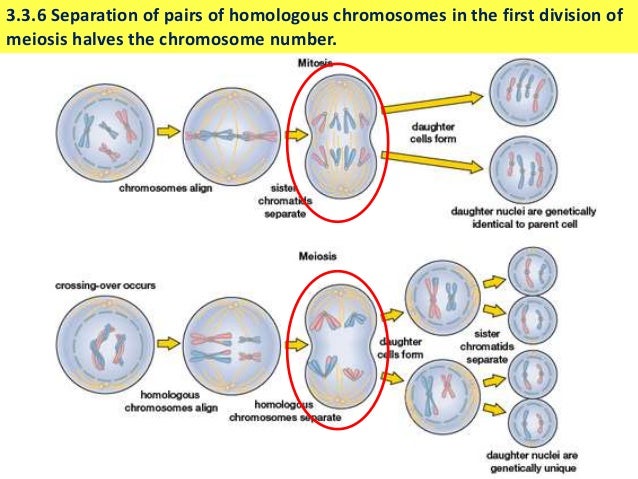 IB Biology 3.3 Slides: Meiosis