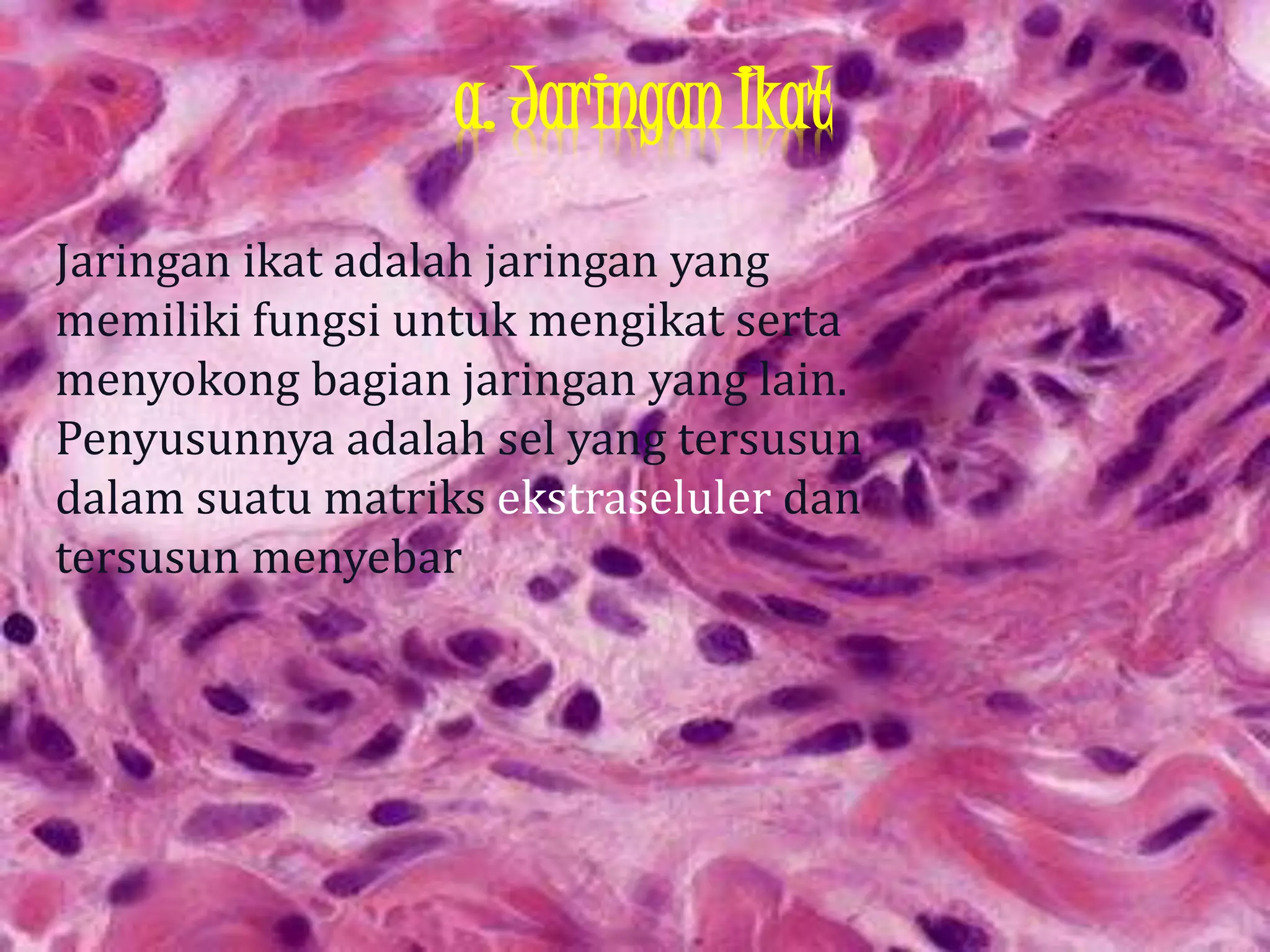 Jaringan Ikat | PPTX