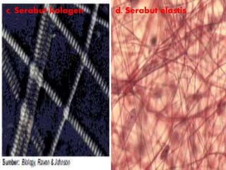 Jaringan Ikat | PPTX