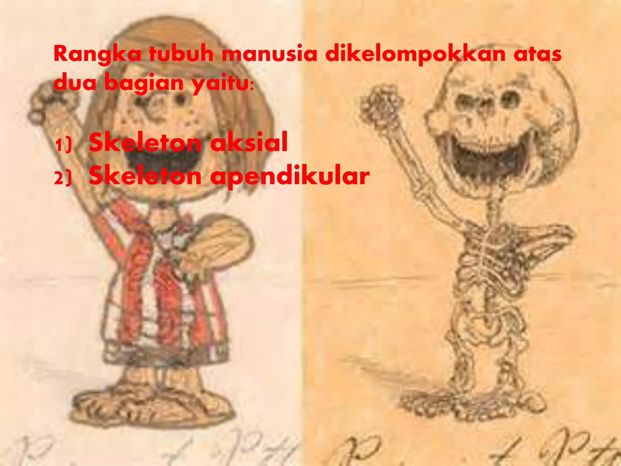 Rangka aksial & apendikular | PPTX