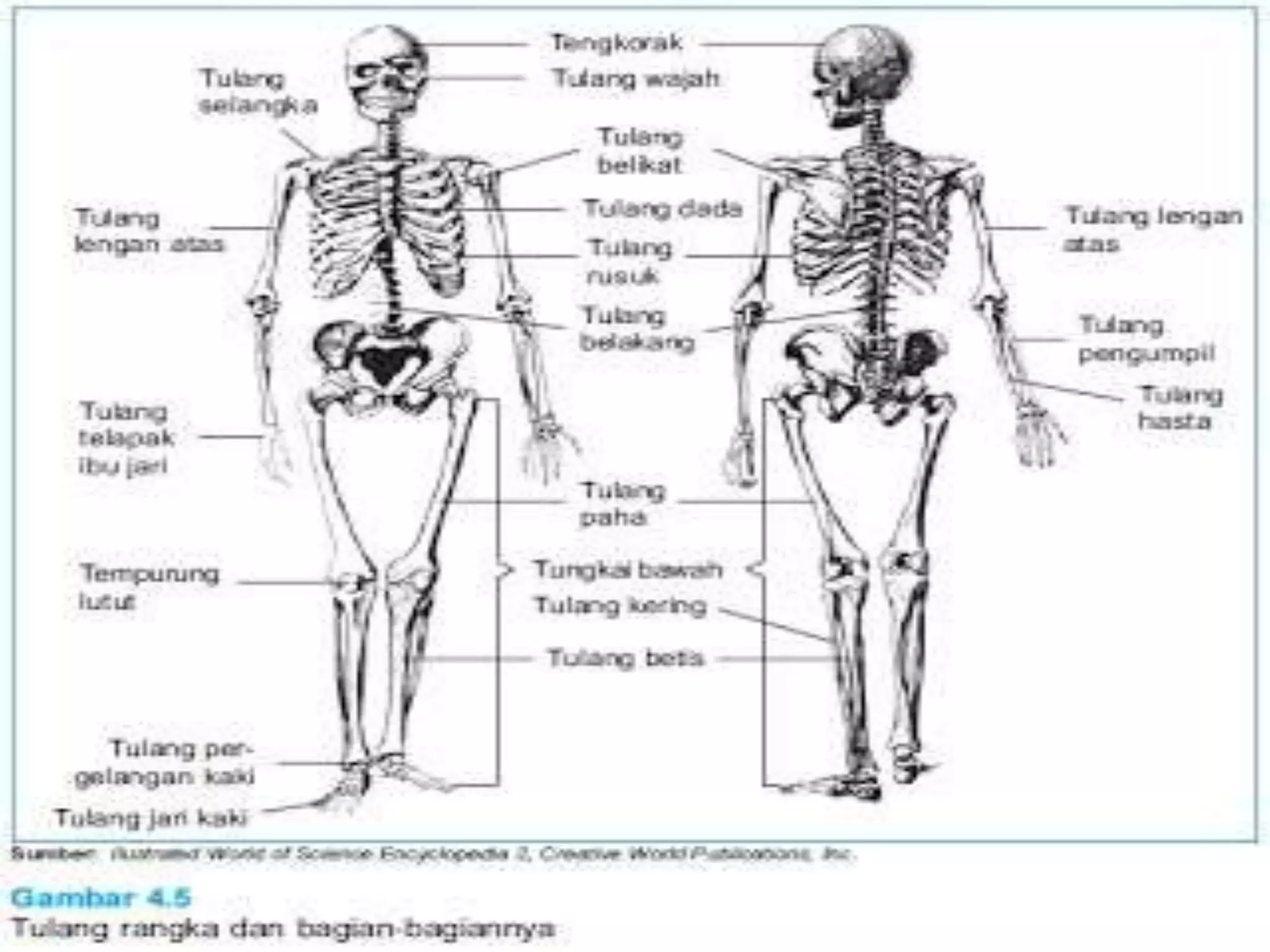 Rangka aksial & apendikular | PPTX