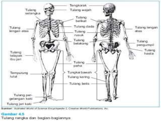 Rangka aksial & apendikular | PPTX