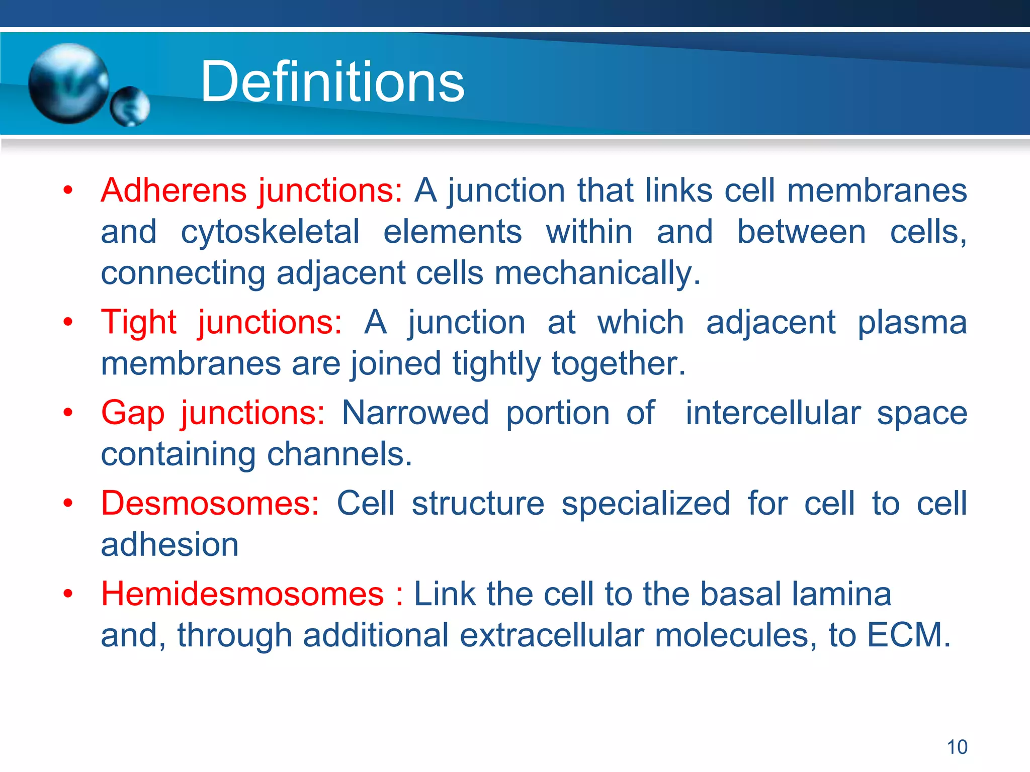 seminar on intercellular junctions | PPTX