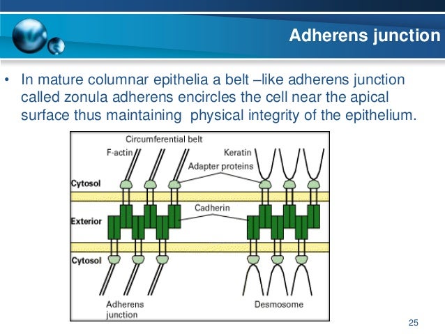 seminar on intercellular junctions