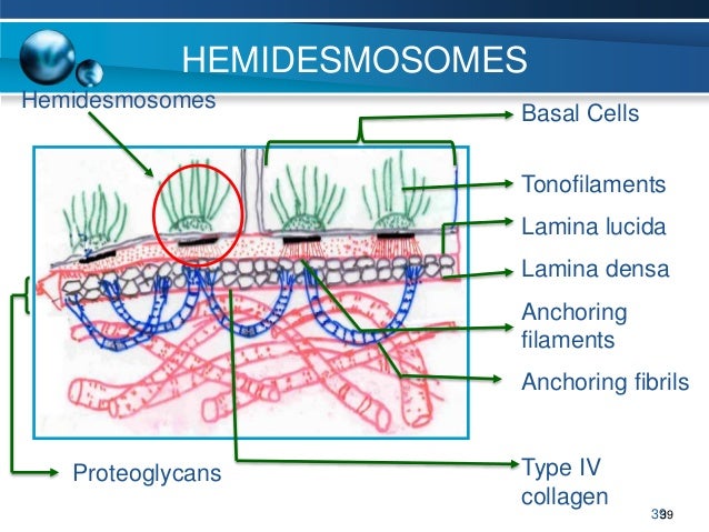 seminar on intercellular junctions