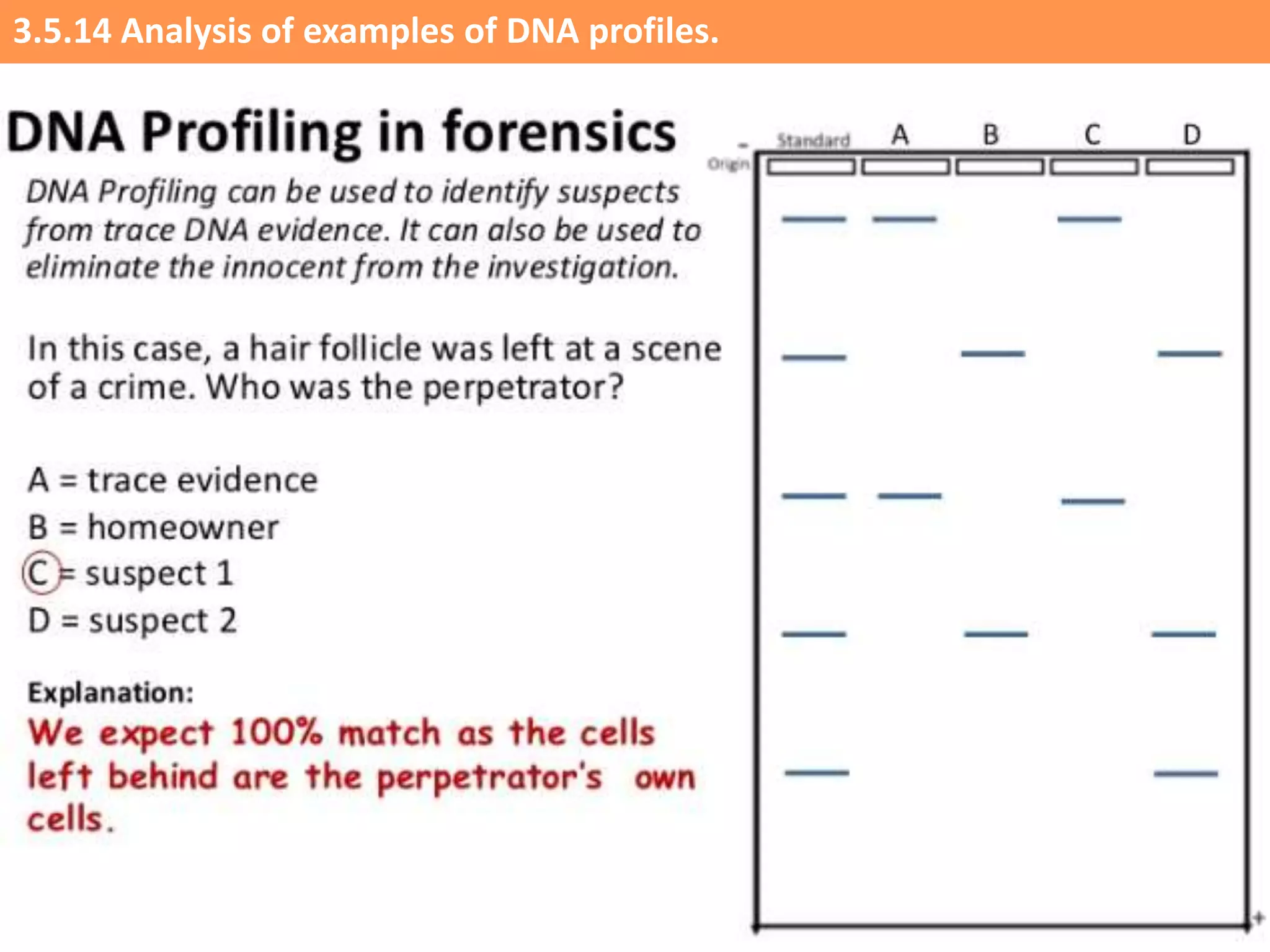 IB Biology 3.5 Slides: Genetic Modification & Biotechnology | PPTX