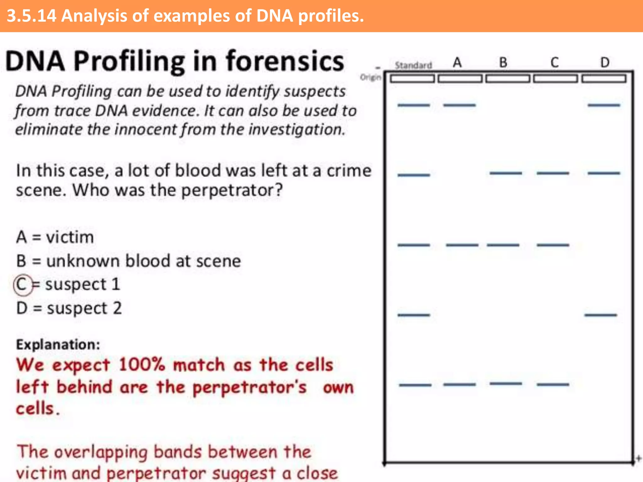 IB Biology 3.5 Slides: Genetic Modification & Biotechnology | PPTX