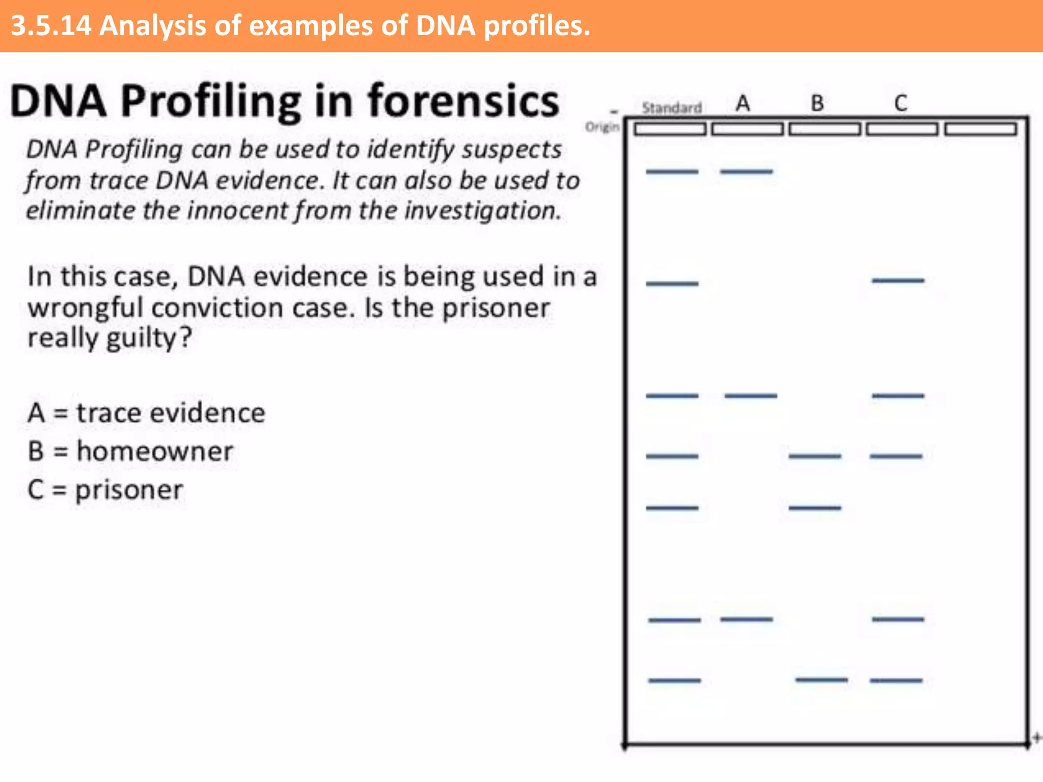 IB Biology 3.5 Slides: Genetic Modification & Biotechnology | PPTX