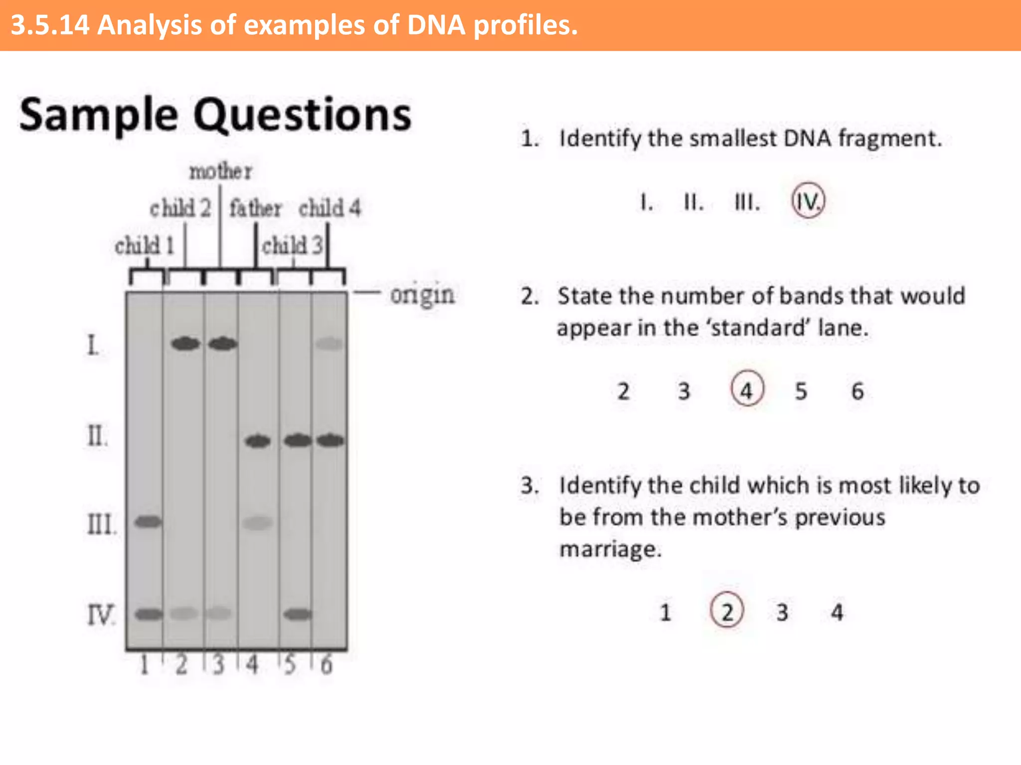 IB Biology 3.5 Slides: Genetic Modification & Biotechnology | PPTX