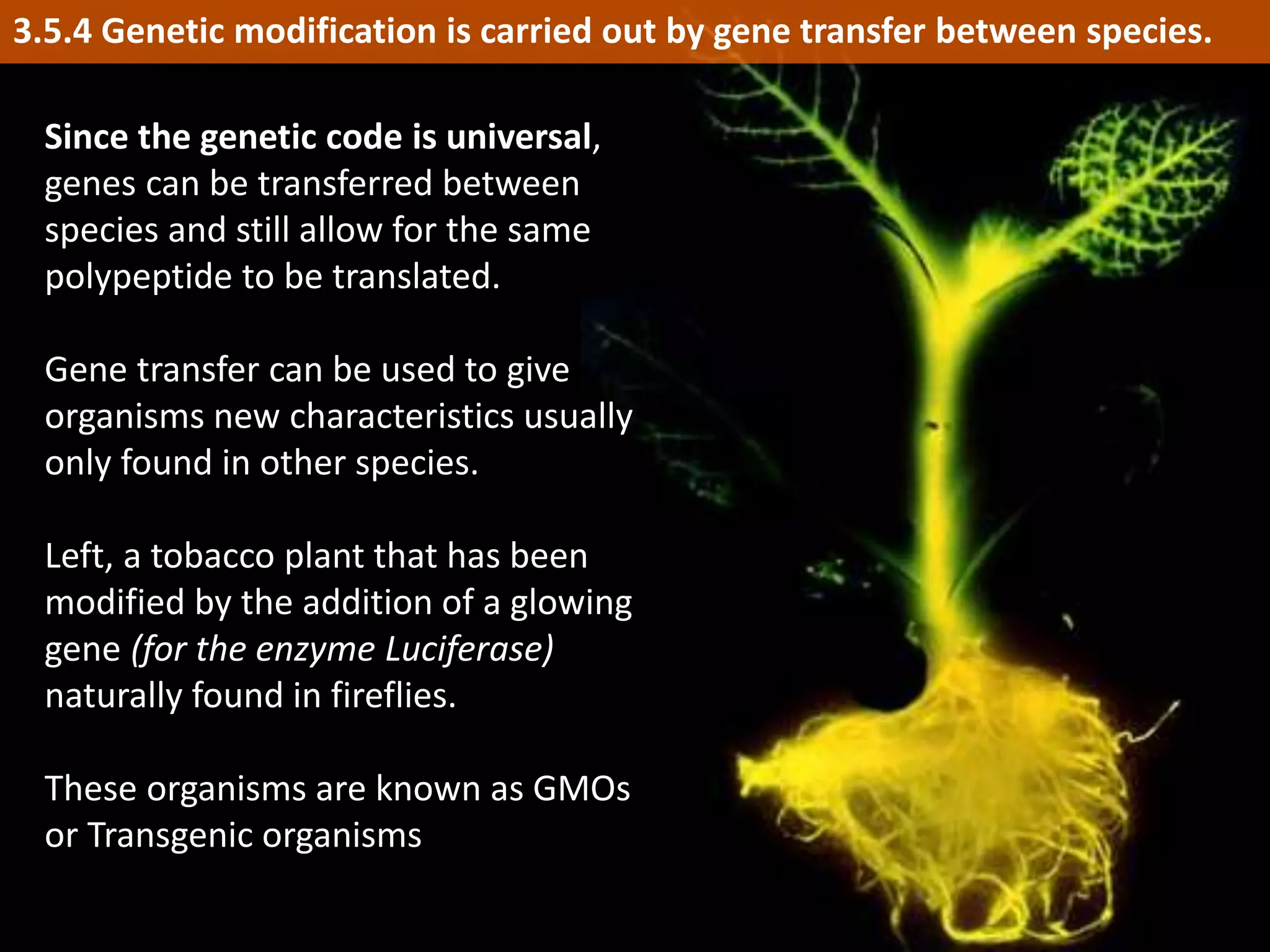 IB Biology 3.5 Slides: Genetic Modification & Biotechnology | PPTX