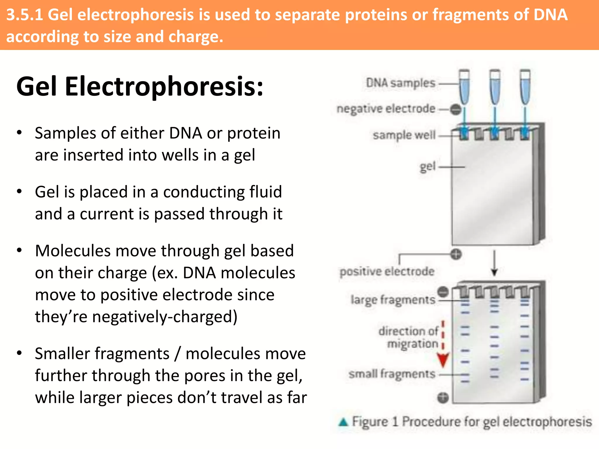 IB Biology 3.5 Slides: Genetic Modification & Biotechnology | PPTX