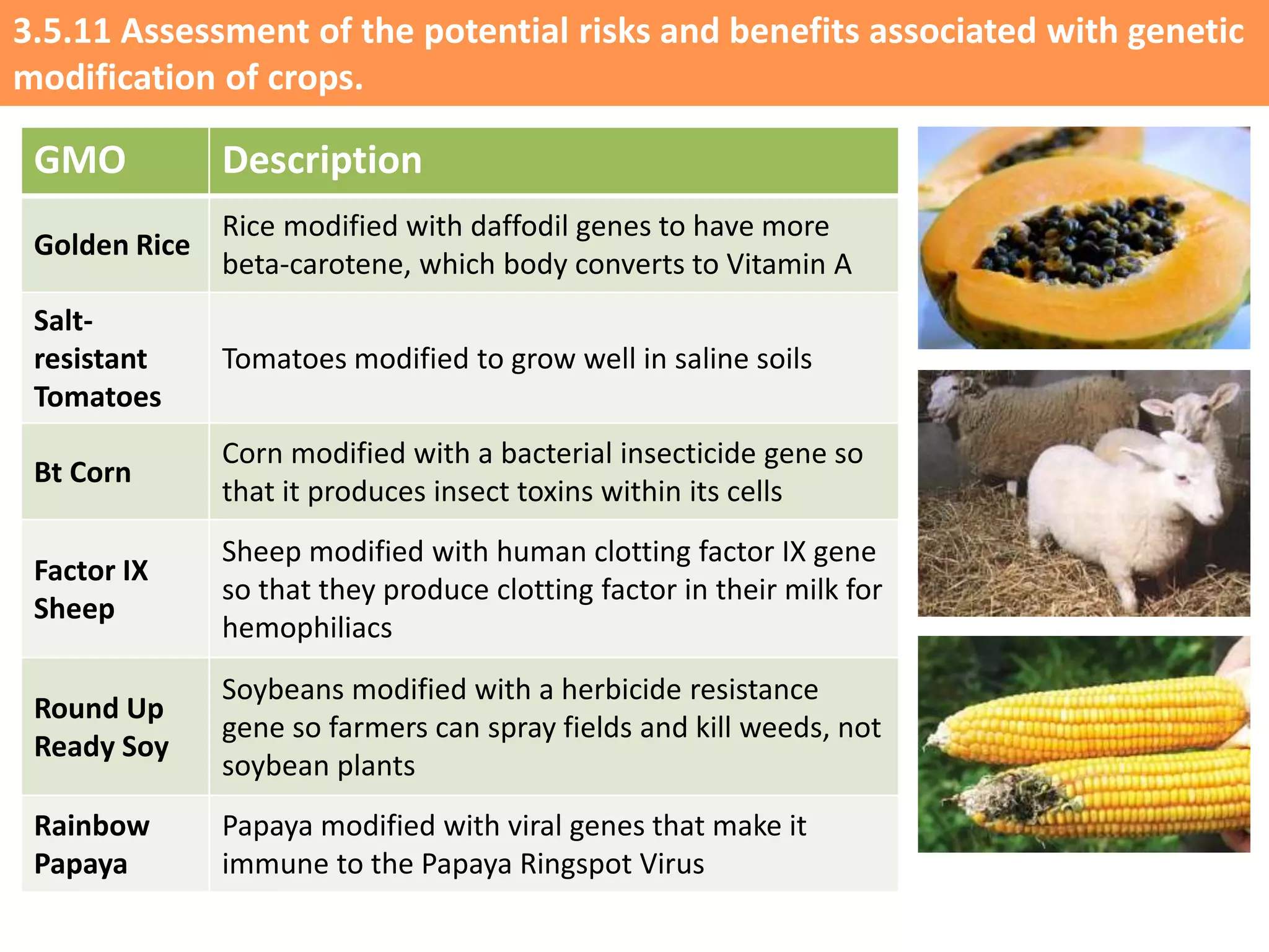 IB Biology 3.5 Slides: Genetic Modification & Biotechnology | PPTX