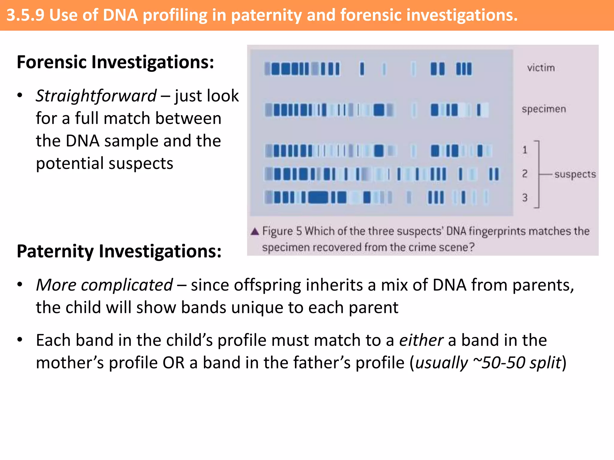 IB Biology 3.5 Slides: Genetic Modification & Biotechnology | PPTX
