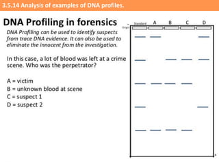 IB Biology 3.5 Slides: Genetic Modification & Biotechnology | PPTX