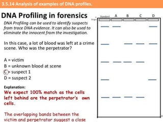 IB Biology 3.5 Slides: Genetic Modification & Biotechnology | PPTX