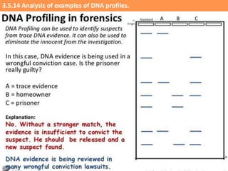 IB Biology 3.5 Slides: Genetic Modification & Biotechnology | PPTX