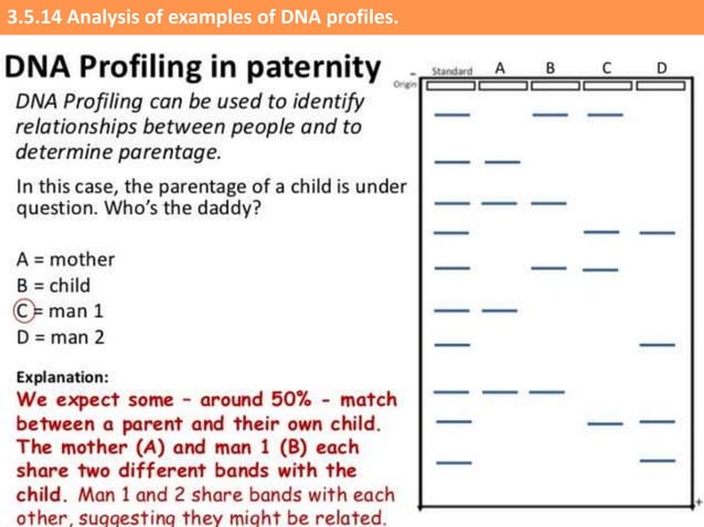 IB Biology 3.5 Slides: Genetic Modification & Biotechnology | PPTX
