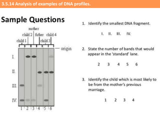 IB Biology 3.5 Slides: Genetic Modification & Biotechnology | PPTX