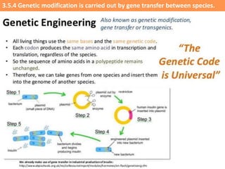 IB Biology 3.5 Slides: Genetic Modification & Biotechnology | PPT