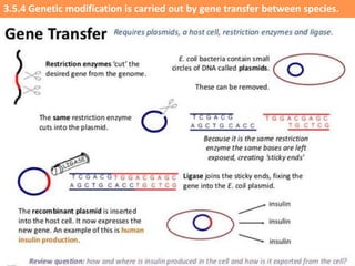 IB Biology 3.5 Slides: Genetic Modification & Biotechnology | PPTX