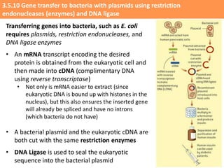 IB Biology 3.5 Slides: Genetic Modification & Biotechnology | PPTX