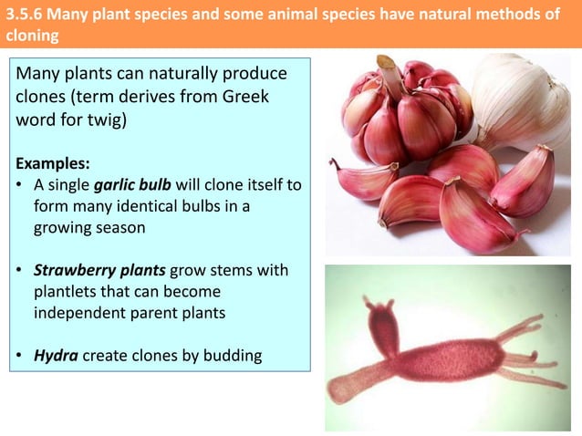 IB Biology 3.5 Slides: Genetic Modification & Biotechnology | PPTX
