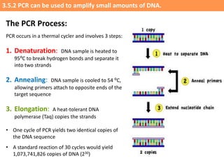 IB Biology 3.5 Slides: Genetic Modification & Biotechnology | PPTX