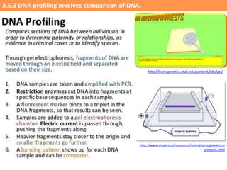 IB Biology 3.5 Slides: Genetic Modification & Biotechnology | PPTX