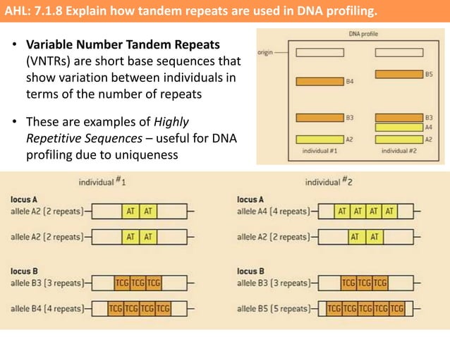 IB Biology 3.5 Slides: Genetic Modification & Biotechnology | PPTX