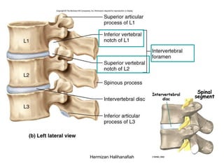 cervical vertebrae anatomy and disorder | PPT
