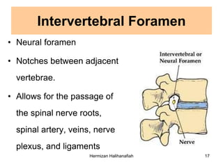 cervical vertebrae anatomy and disorder | PPT