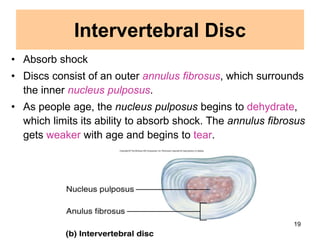 cervical vertebrae anatomy and disorder | PPT