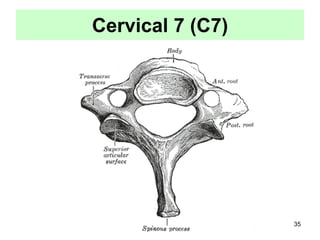 cervical vertebrae anatomy and disorder | PPT