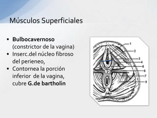 anatomía y fisiología del aparato genital femenino | PPTX