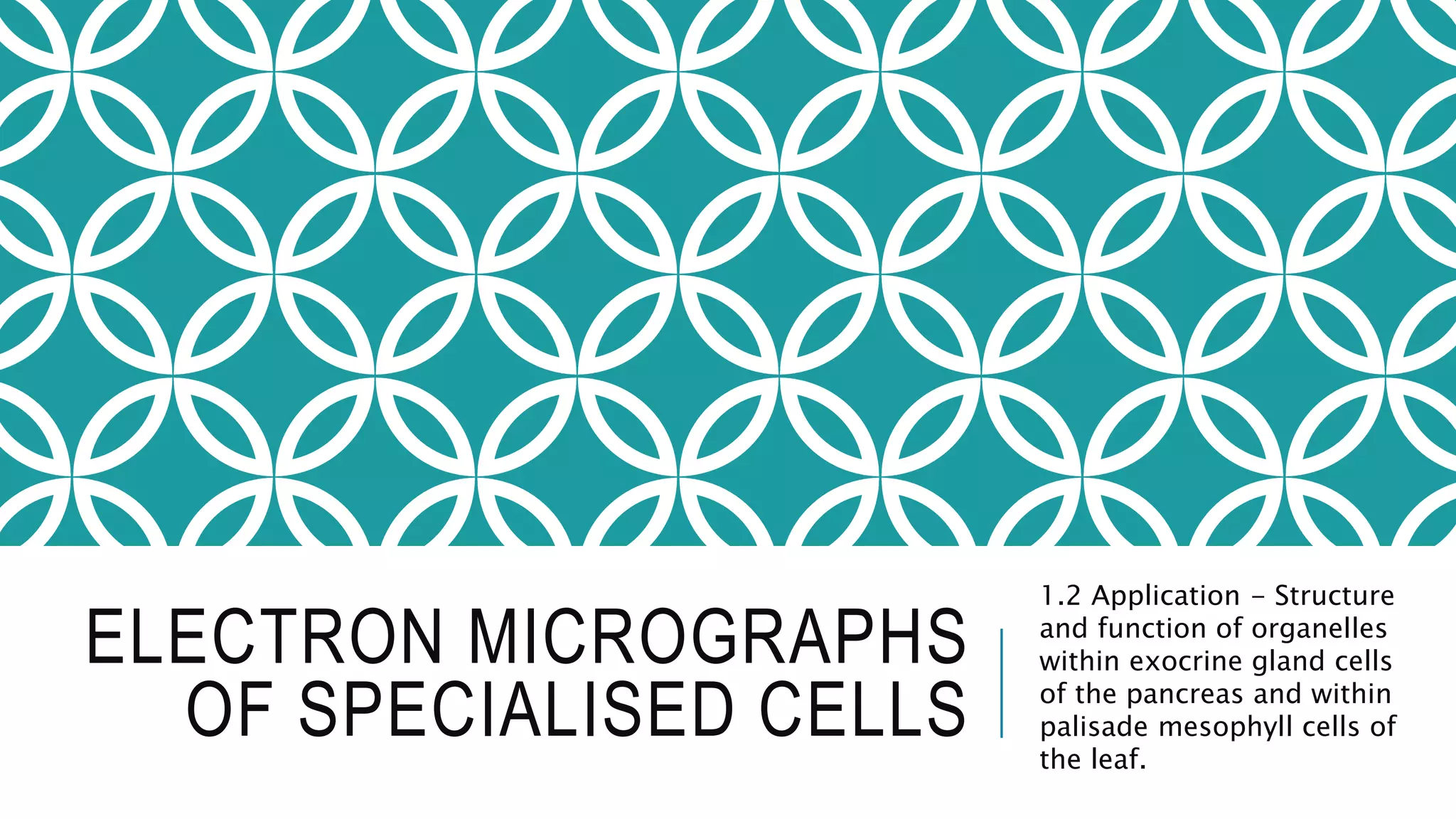 3. eukaryotes, their structure & em | PPTX