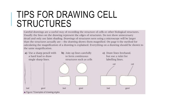 3. eukaryotes, their structure & em | PPT