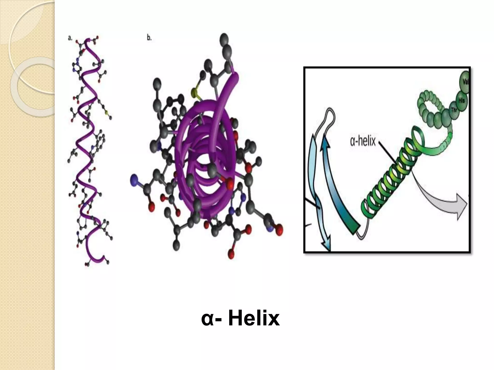 Primary and Secondary Structure of Protein | PPTX