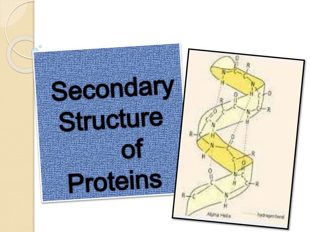 Primary and Secondary Structure of Protein | PPTX
