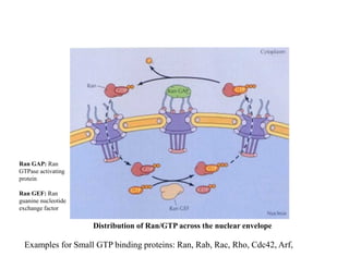 3.nucleus.cell biology | PDF