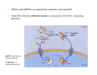 3.nucleus.cell biology | PDF