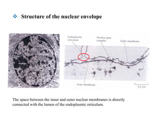 3.nucleus.cell biology | PDF