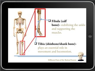 Different Parts of the Skeletal System | PPT